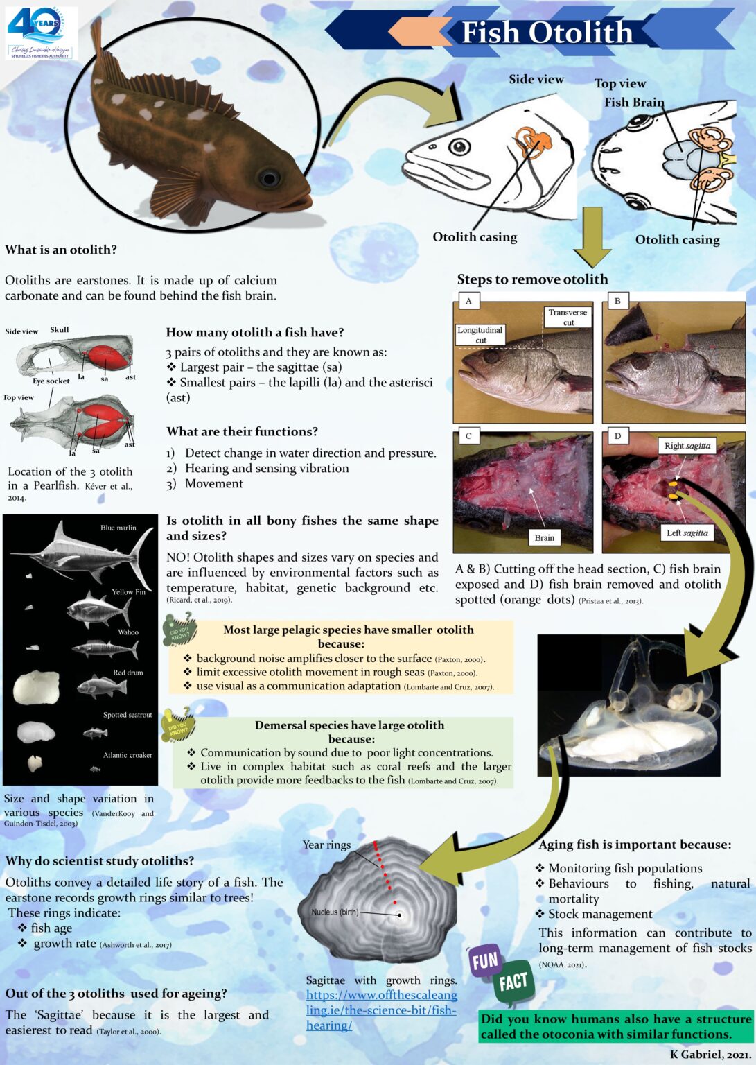 Fish Otolith – Seychelles Fisheries Authority